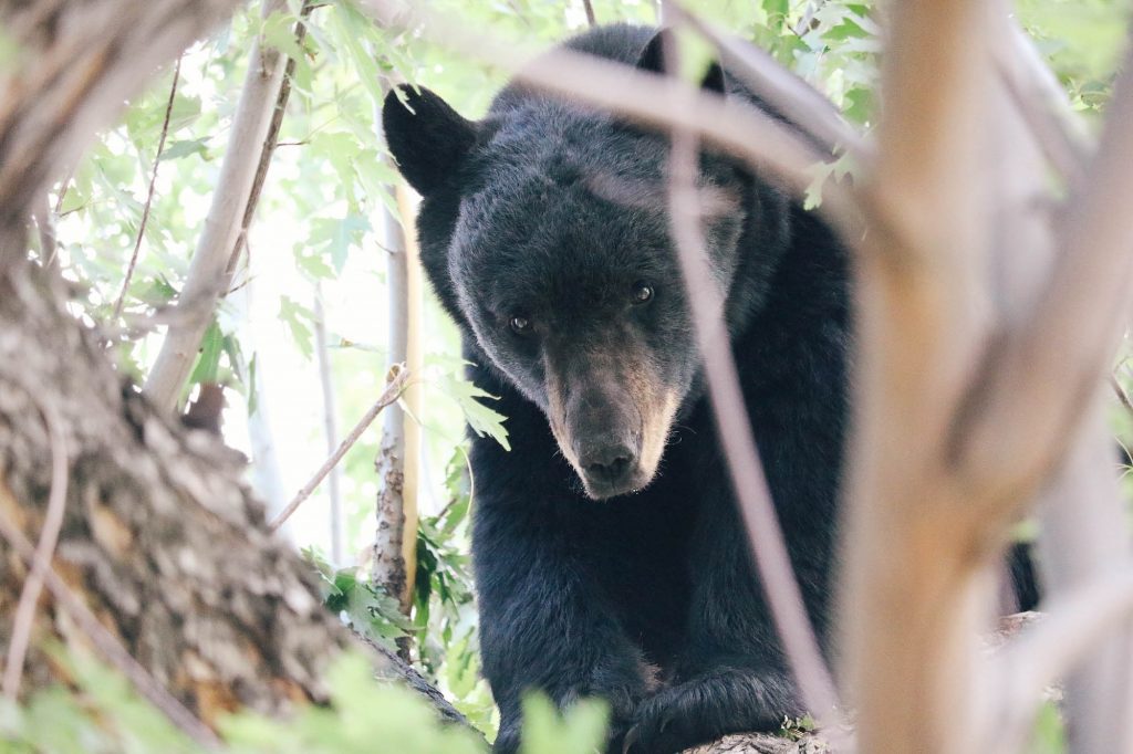 Introduction | Bears & People Project